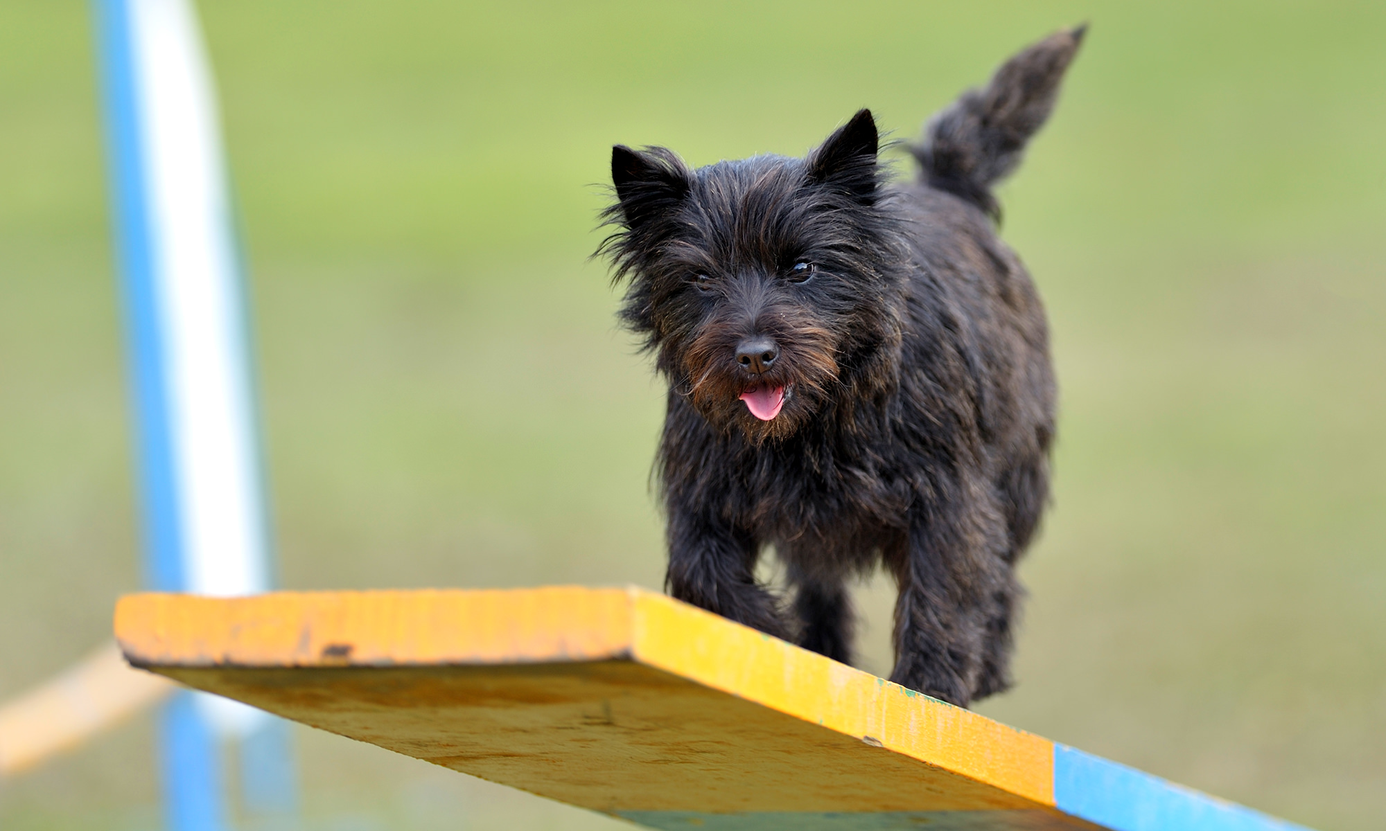 Dog Daycare Playground Equipment 5 Ideas For Your Facility Dog Daycare Playground Equipment 5 Ideas For Your Facility